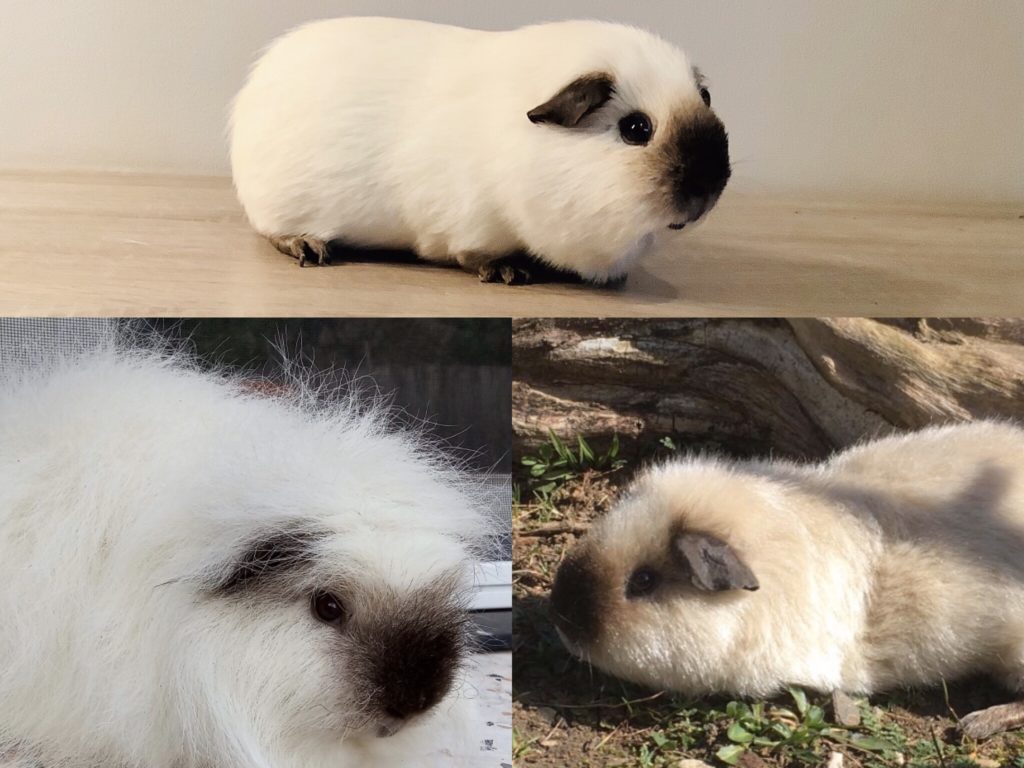 Les races de chons - Les Chons De La Terre Du Milieu